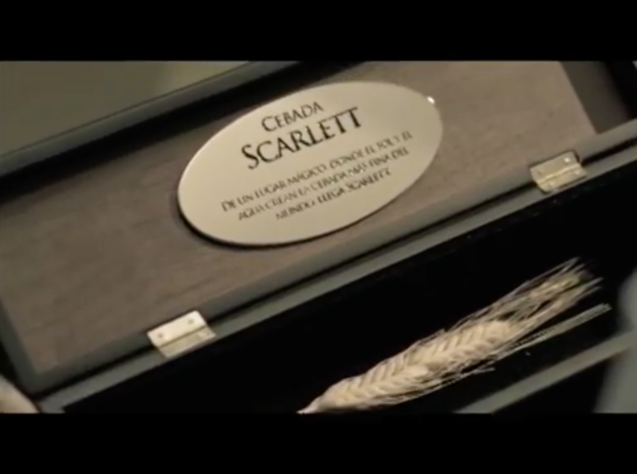 Cebada Scarlet - Creative Mindworks, a Miami Florida based ...